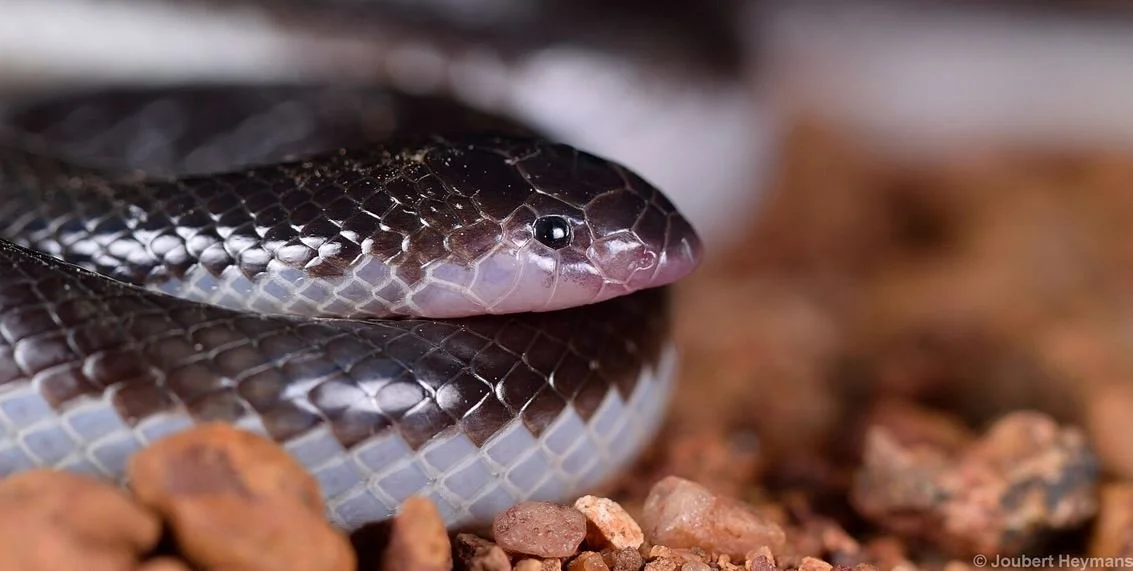 Side-Stabbing Stiletto Snakes, Redux for 2024 — Tetrapod Zoology