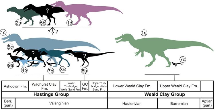 A New Theropod Dinosaur Assemblage from the Older Part of the English ...