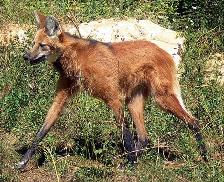 The Incredible South American Maned Wolf — Tetrapod Zoology