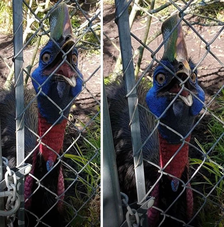 The Great Florida Cassowary Relocation Event of 2023 — Tetrapod Zoology