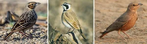 A History of Larks: Twists and Turns and Overlooked Convergence ...
