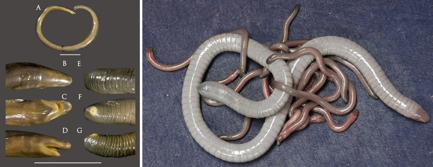 The Amazing Caecilians — Tetrapod Zoology