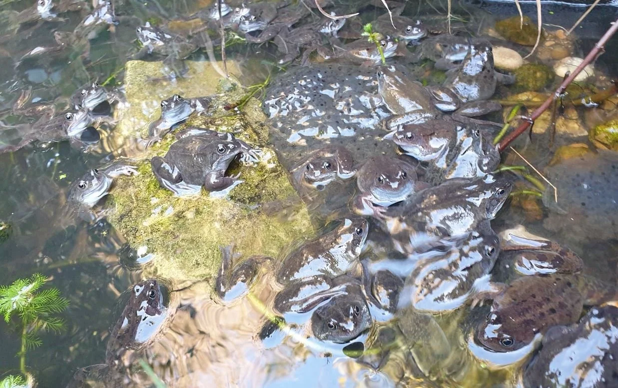 Live Spawnwatch Action From Pond 2 at Tet Zoo Towers — Tetrapod Zoology
