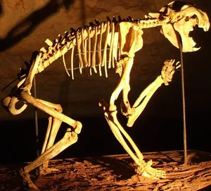 Thylacoleo, the Incredible Marsupial Lion — Tetrapod Zoology