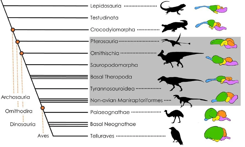 T. rex the Tool Maker -- Testing Controversial Claims About Dinosaur ...