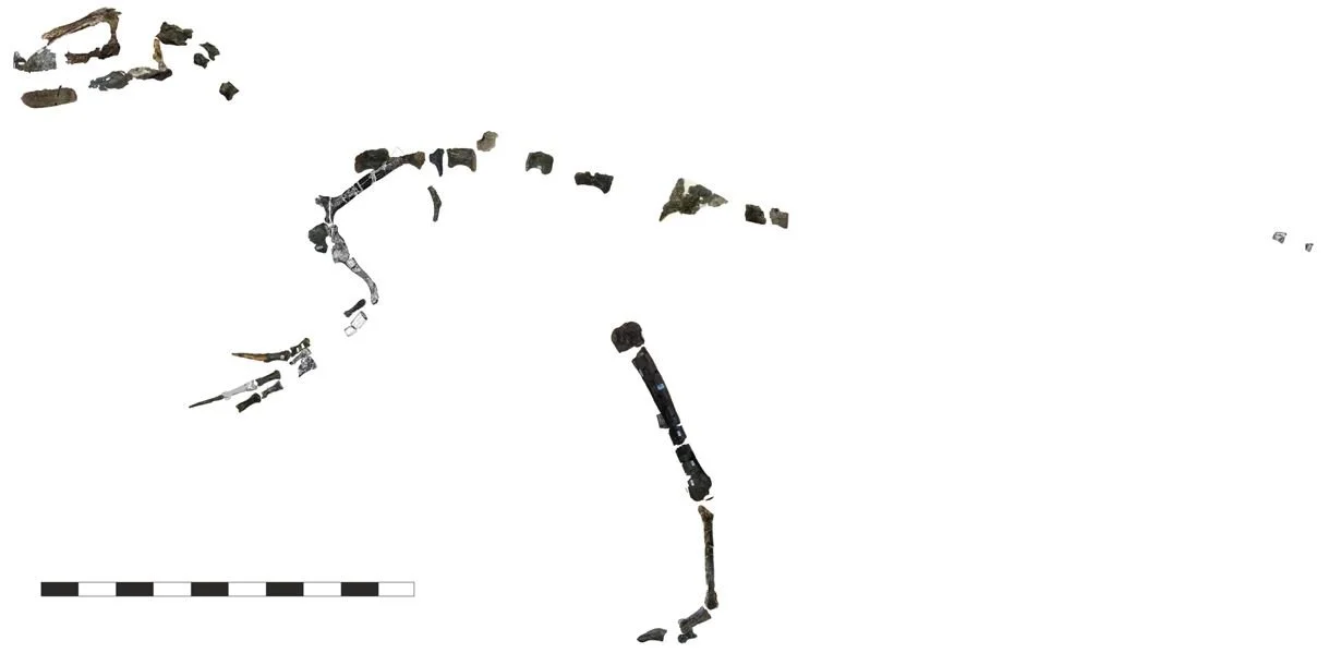 The Eotyrannus Monograph Is Finally Published — Tetrapod Zoology