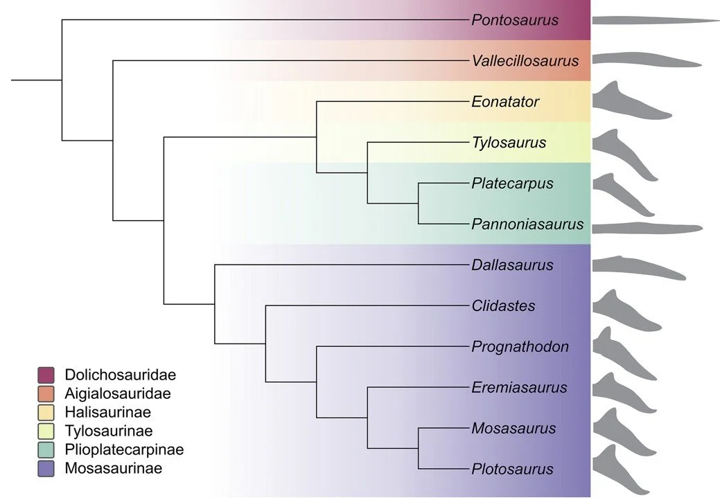 Ancient Sea Reptiles Goes to Third Edition! — Tetrapod Zoology