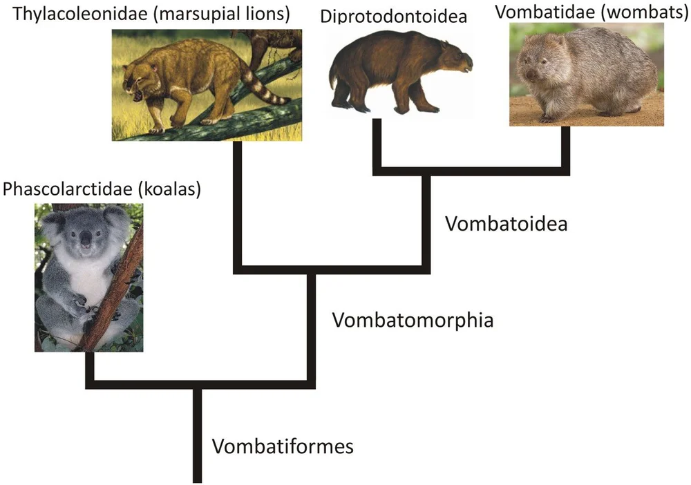 Diprotodontians Forever: the Vombatiform Radiation, Part I — Tetrapod ...