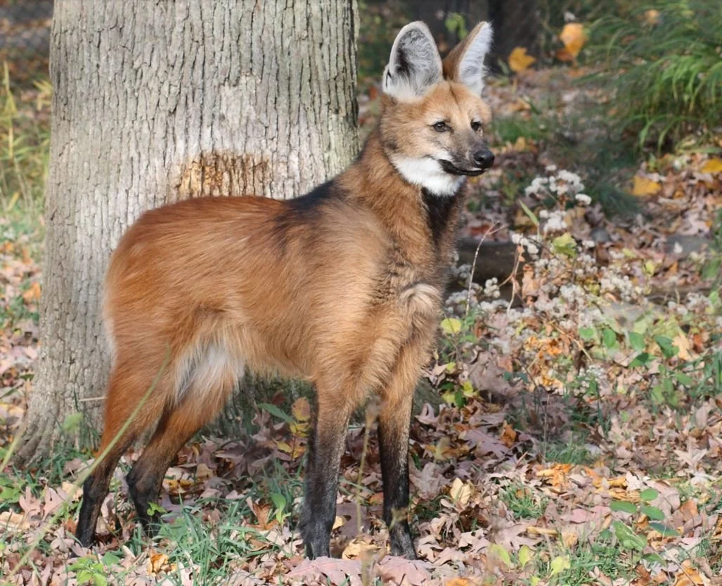The Incredible South American Maned Wolf — Tetrapod Zoology