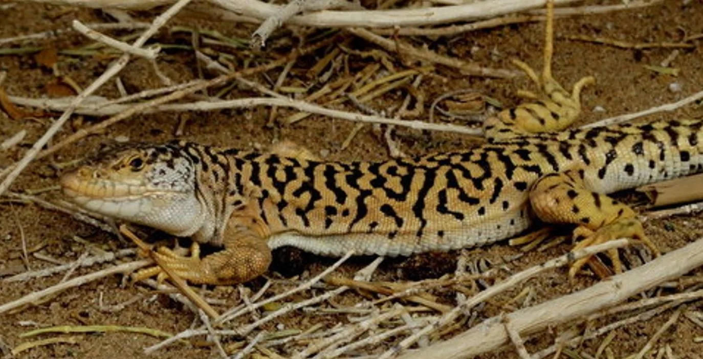 Racerunner Lizards of the World Unite, New for 2025! — Tetrapod Zoology