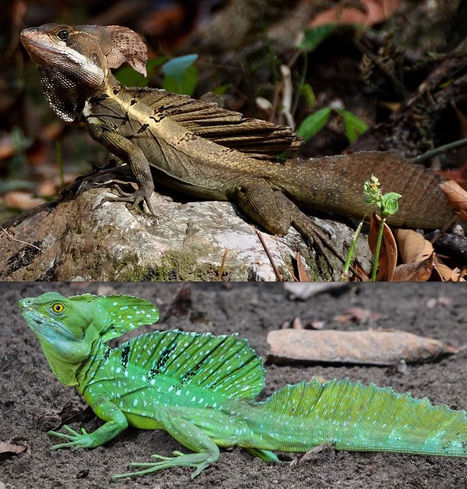 The Remarkable Basilisks — Tetrapod Zoology