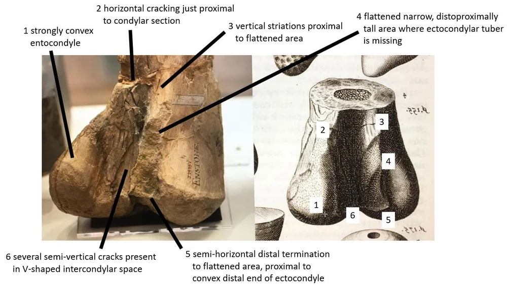 Robert Plot’s Lost Dinosaur Bone — Tetrapod Zoology