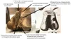 Robert Plot’s Lost Dinosaur Bone — Tetrapod Zoology