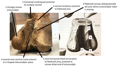 Robert Plot’s Lost Dinosaur Bone — Tetrapod Zoology