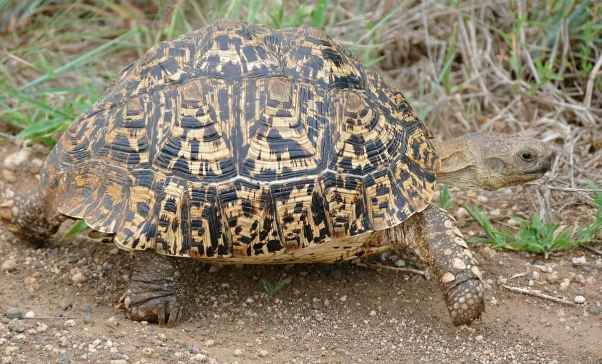 Leopard Tortoises — Tetrapod Zoology