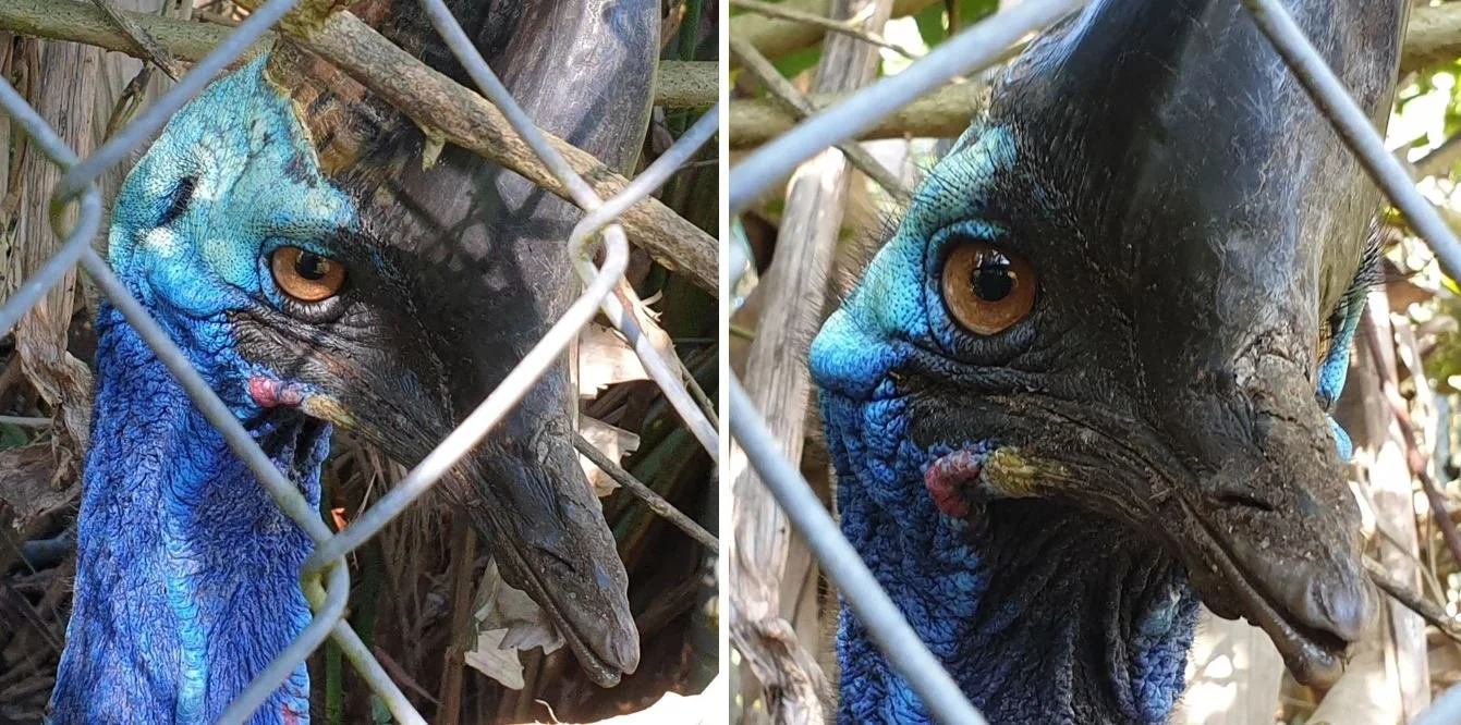 The Great Florida Cassowary Relocation Event of 2023 — Tetrapod Zoology