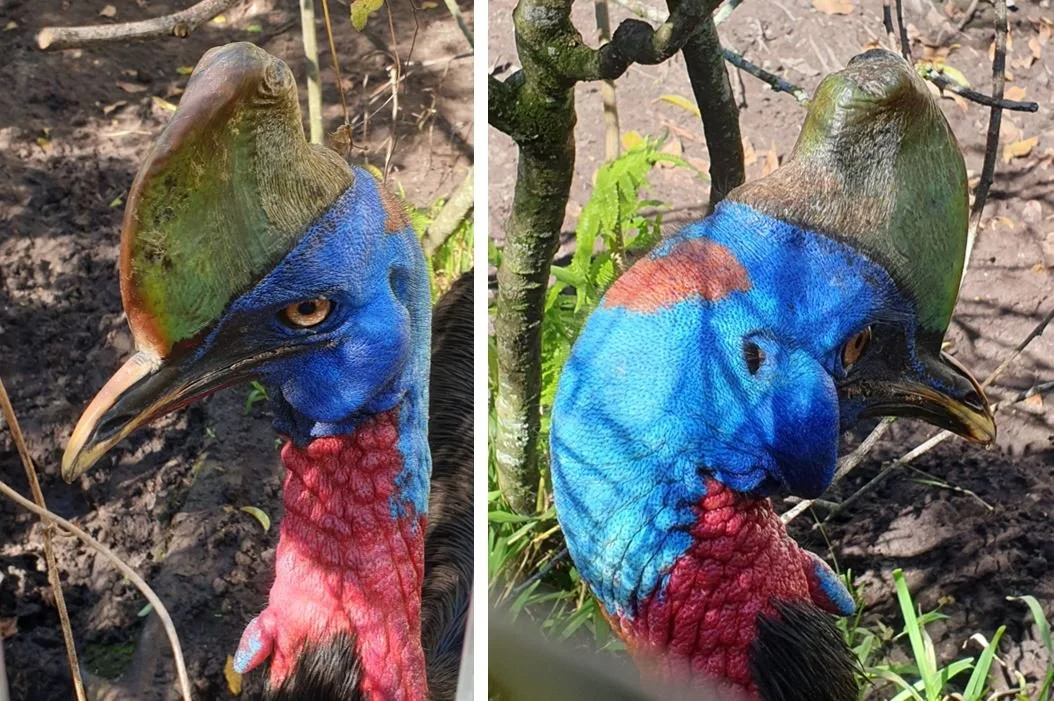 The Great Florida Cassowary Relocation Event of 2023 — Tetrapod Zoology