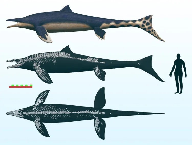 Ancient Sea Reptiles Goes to Third Edition! — Tetrapod Zoology