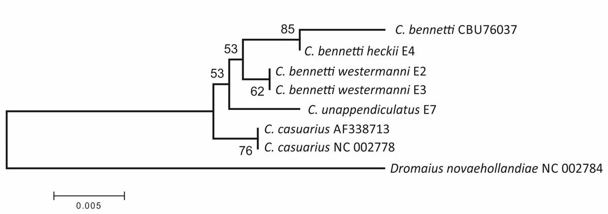 Inside the Cassowary's Casque, Updated for 2022 — Tetrapod Zoology
