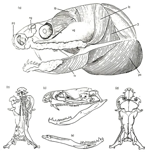 Ikaheka and Other ‘Palatine Draggers’, Cryptozoic Elapid Snakes of ...