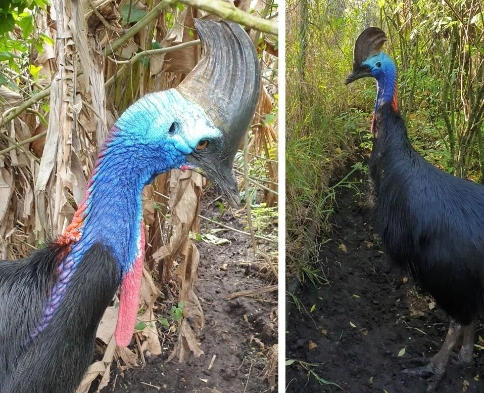 The Great Florida Cassowary Relocation Event of 2023 — Tetrapod Zoology