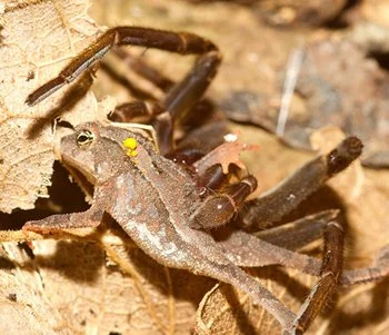Tiny Frogs and Giant Spiders: Best of Friends — Tetrapod Zoology