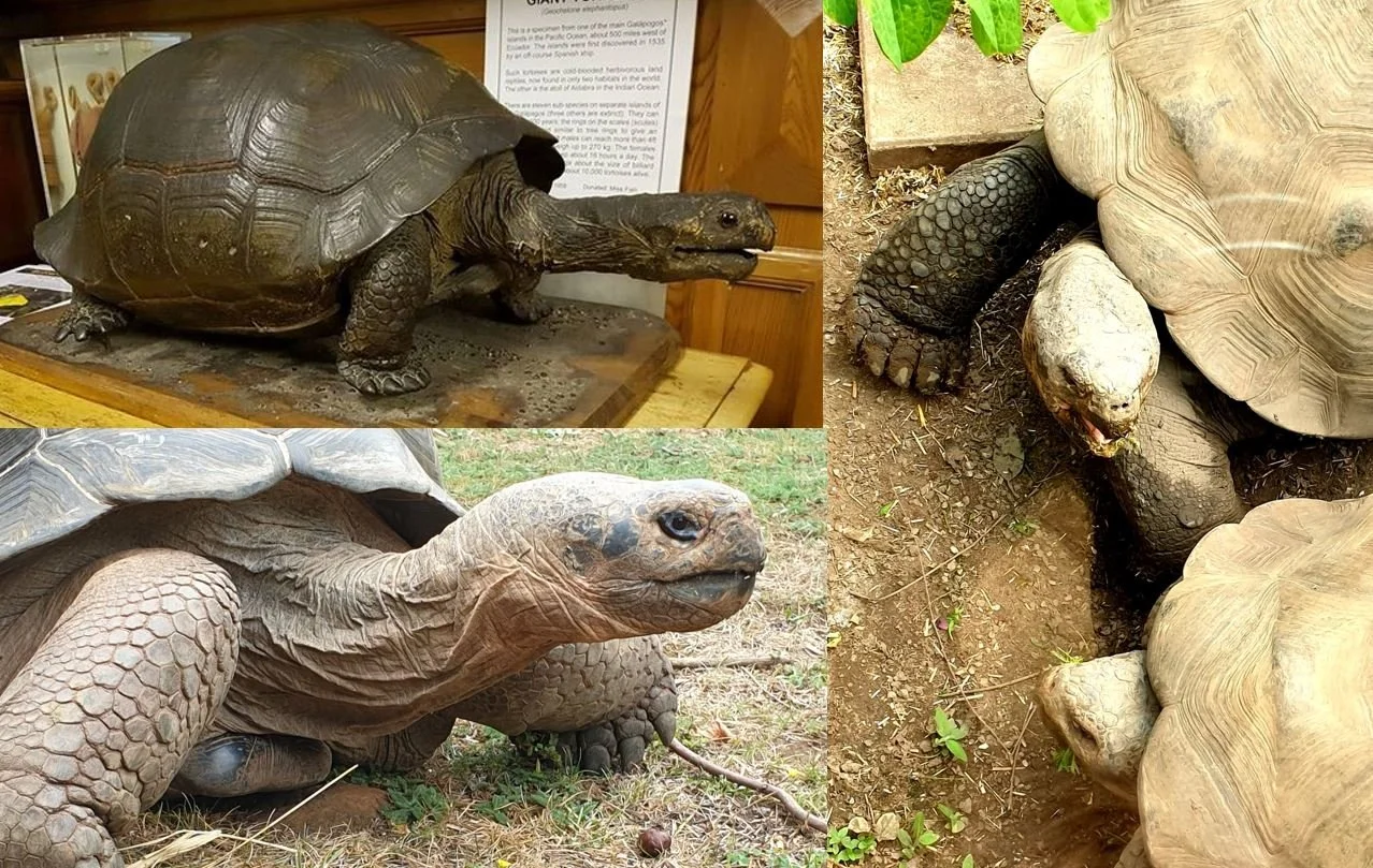 Megalochelys, Truly a Giant Tortoise — Tetrapod Zoology