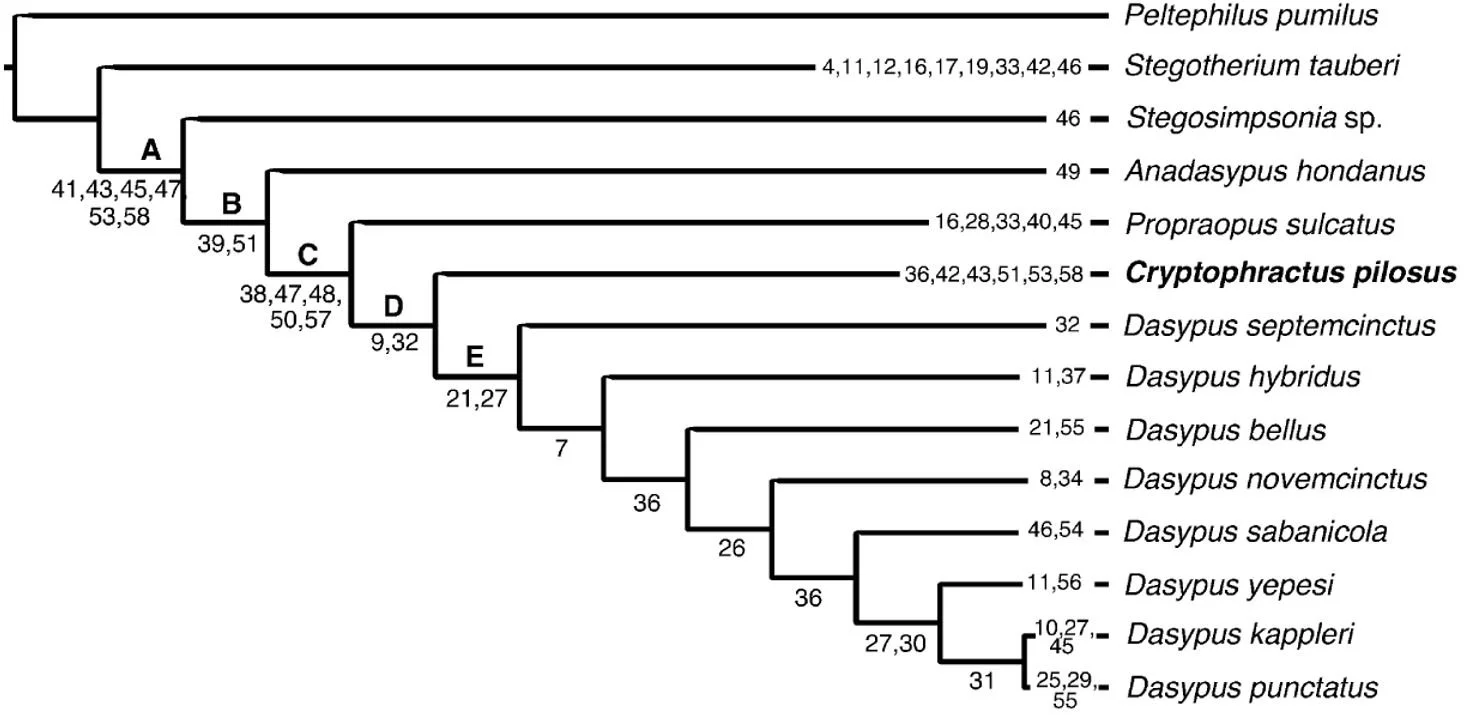 The Fate of the Woolly Long-Nosed Armadillo of Peru — Tetrapod Zoology