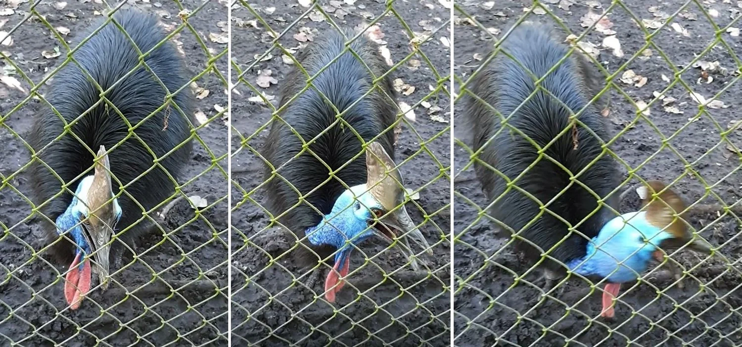 The Great Florida Cassowary Relocation Event of 2023 — Tetrapod Zoology