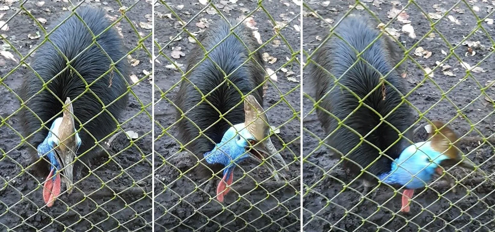 The Great Florida Cassowary Relocation Event of 2023 — Tetrapod Zoology