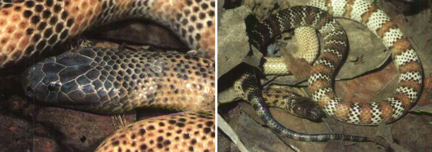 Ikaheka and Other ‘Palatine Draggers’, Cryptozoic Elapid Snakes of ...
