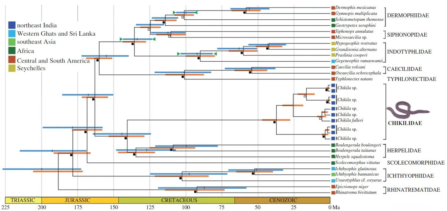 The Amazing Caecilians — Tetrapod Zoology