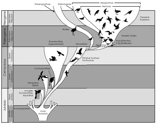 Alan Feduccia’s Romancing the Birds and Dinosaurs: Forays in Postmodern ...
