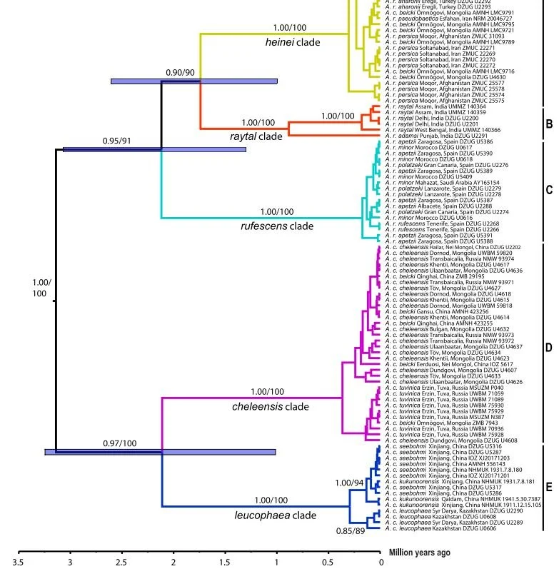Larks Part 2: of Subspecies and Brickbats for Carl — Tetrapod Zoology