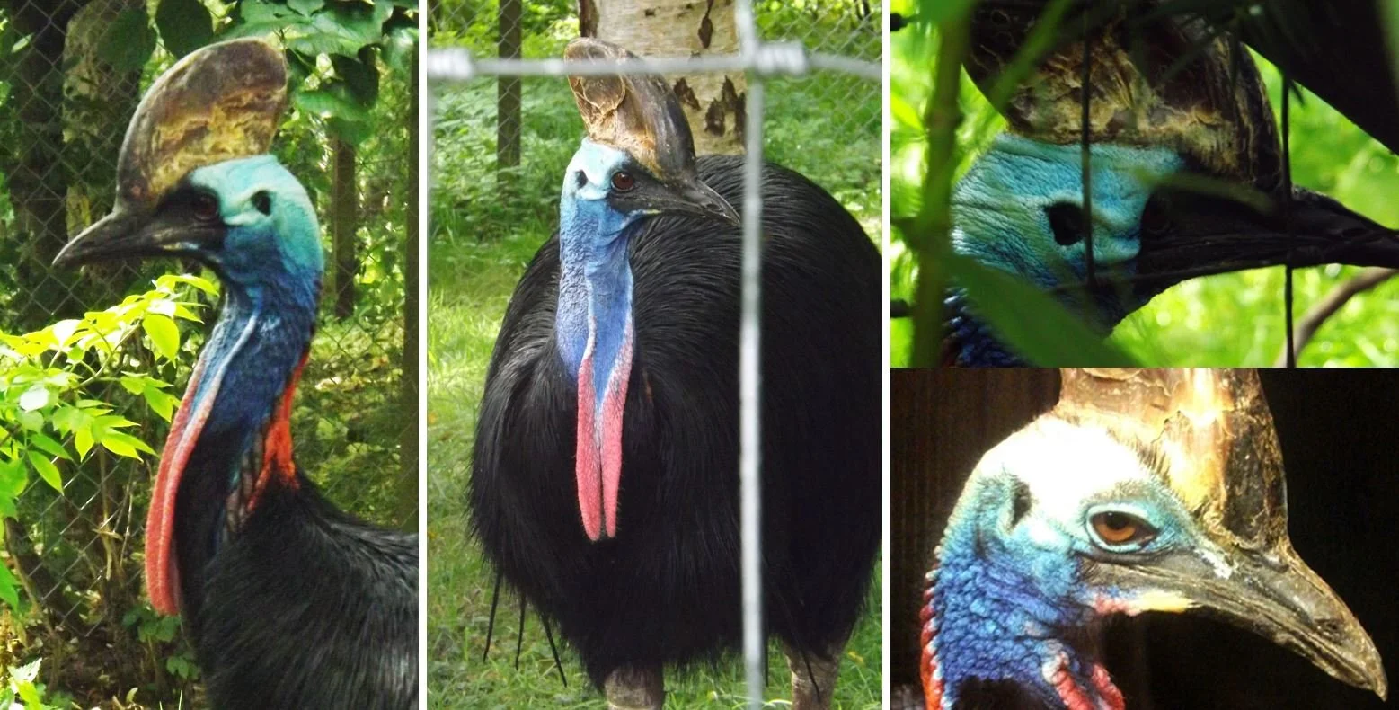 The Great Florida Cassowary Relocation Event of 2023 — Tetrapod Zoology