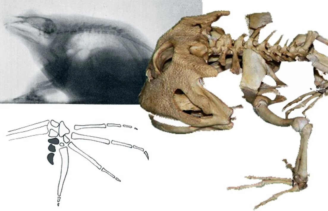 The Remarkably Weird Skeletons of Frogs — Tetrapod Zoology