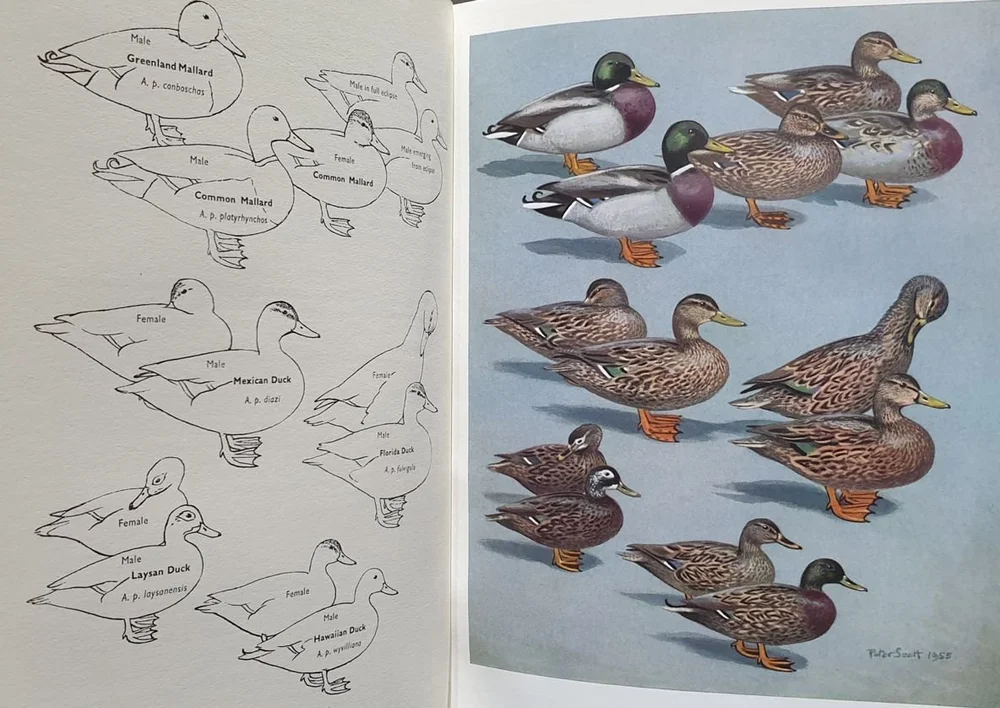 Laysan Ducks: Not as Degenerate as People Used to Think — Tetrapod Zoology