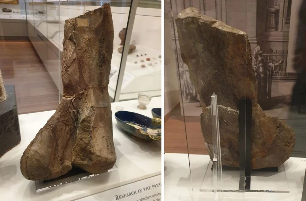 Robert Plot’s Lost Dinosaur Bone — Tetrapod Zoology