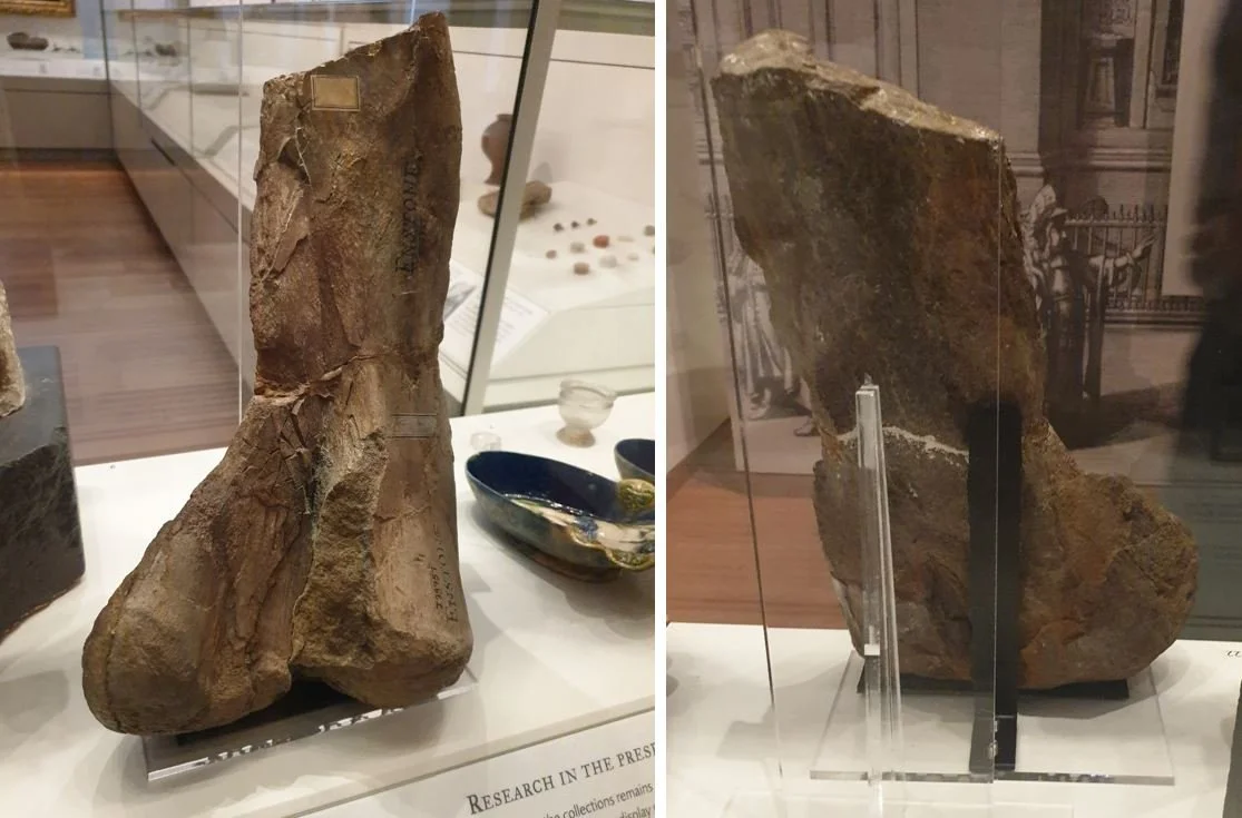 Robert Plot’s Lost Dinosaur Bone — Tetrapod Zoology