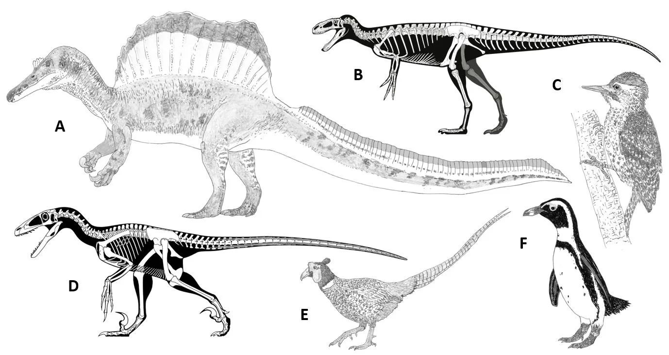 The Third Edition of Naish and Barrett's Dinosaurs: How They Lived and ...