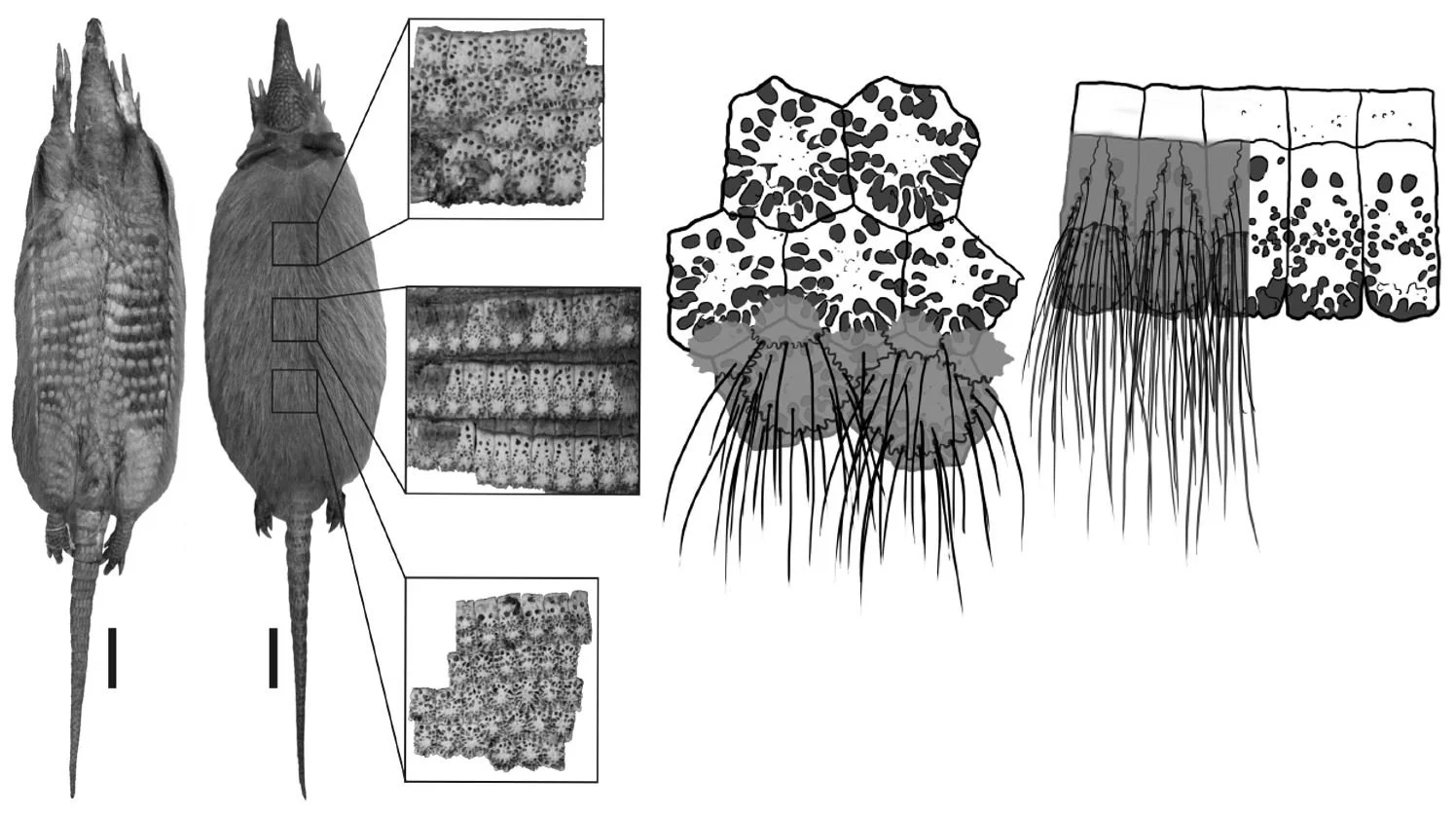 The Fate of the Woolly Long-Nosed Armadillo of Peru — Tetrapod Zoology