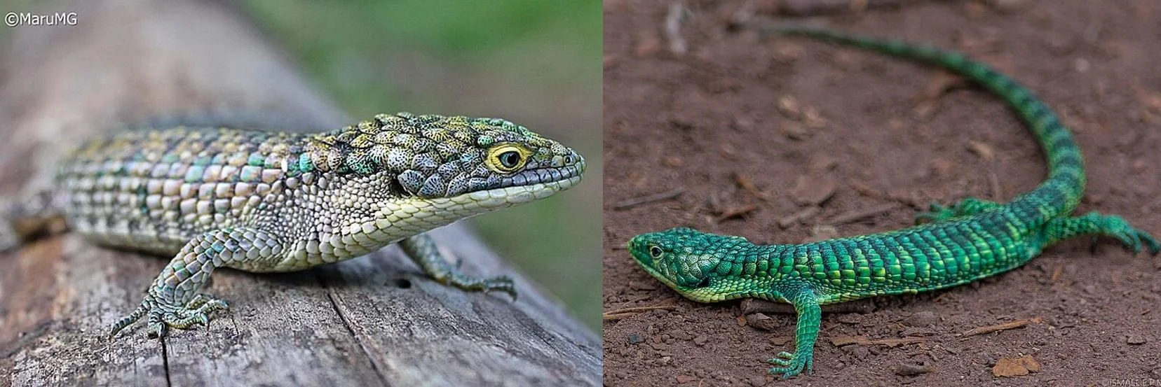 Arboreal Alligator Lizards of Mesoamerica... and Beyond! — Tetrapod Zoology