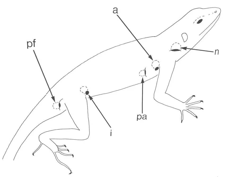 Do Lizards Really Have ‘Mite Pockets’? — Tetrapod Zoology