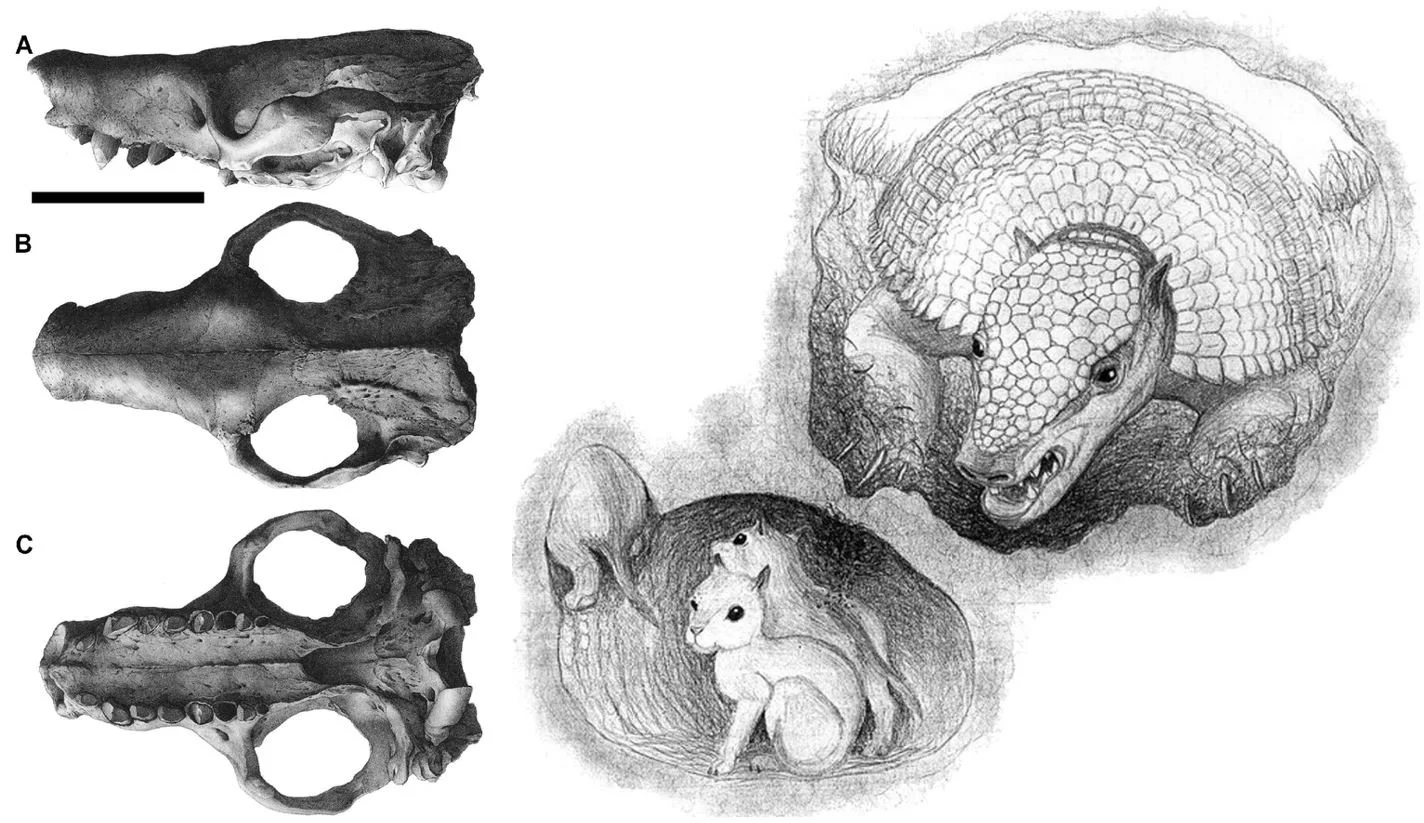 Armadillo Empire, Part 1: of Euphractines and Eutatines — Tetrapod Zoology