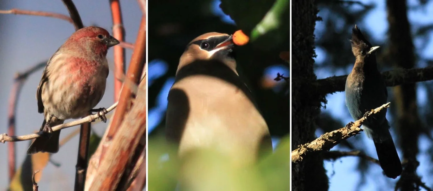 Birdwatching in Oregon — Tetrapod Zoology