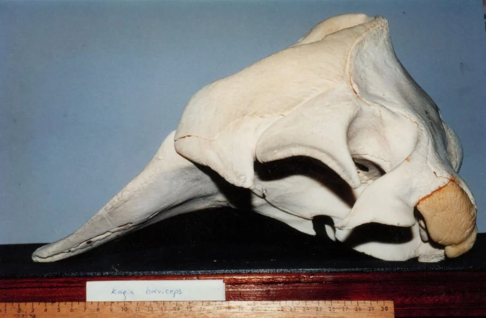 Kogia, Shark-Mouthed Horror — Tetrapod Zoology