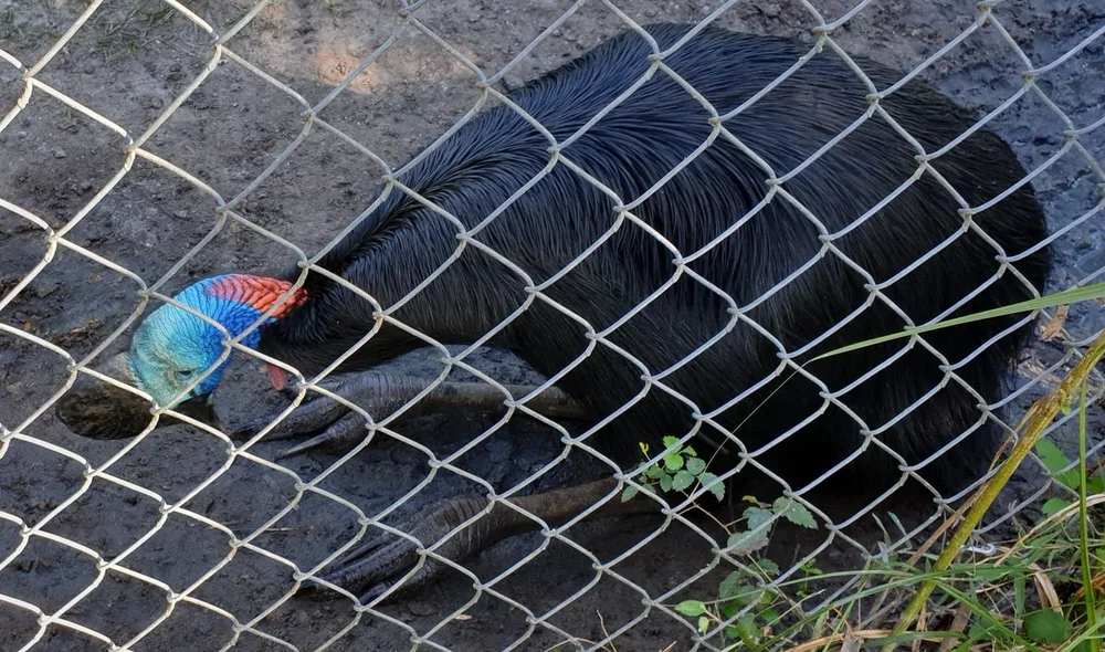The Great Florida Cassowary Relocation Event of 2023 — Tetrapod Zoology