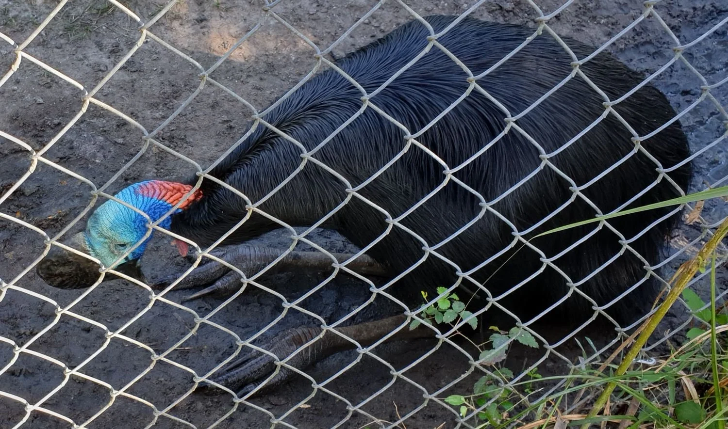 The Great Florida Cassowary Relocation Event of 2023 — Tetrapod Zoology