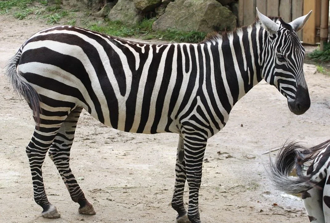 The Slightly Surprising Diversity of Zebras, Part 1 — Tetrapod Zoology