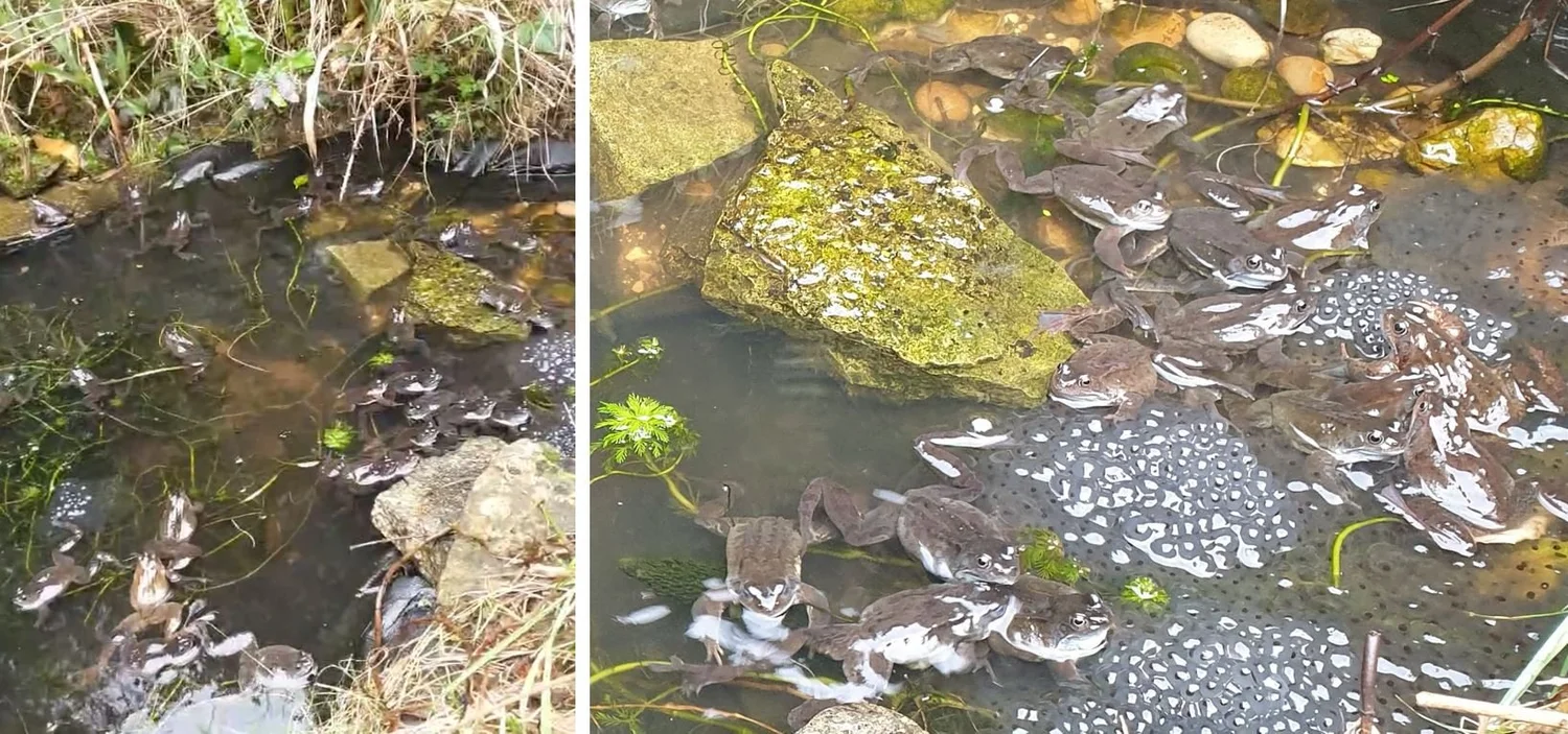 Live Spawnwatch Action From Pond 2 at Tet Zoo Towers — Tetrapod Zoology